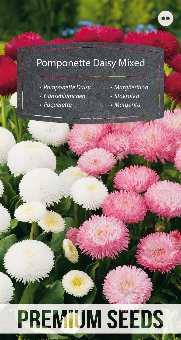 Pomponette Daisy - a selection of varieties - PremiumSeeds – producer ...