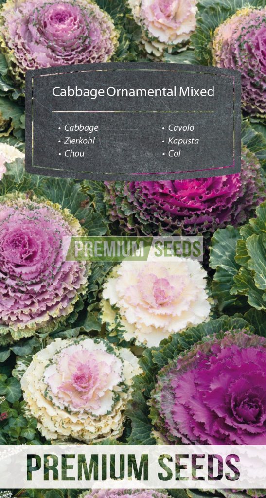 Cabbage Ornamental Mixed - PremiumSeeds – producer of seeds