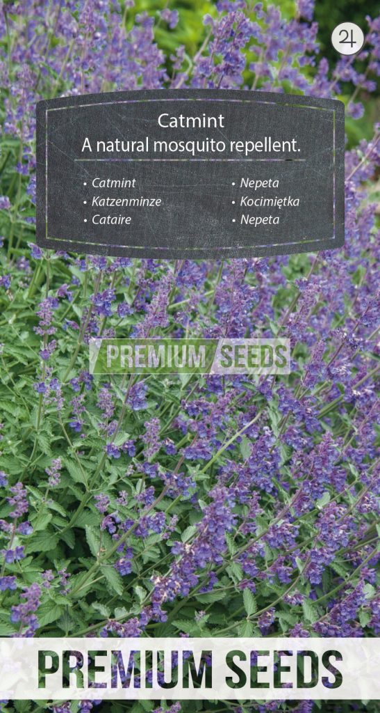 Catmint - A natural mosquito repellent - PremiumSeeds – producer of seeds