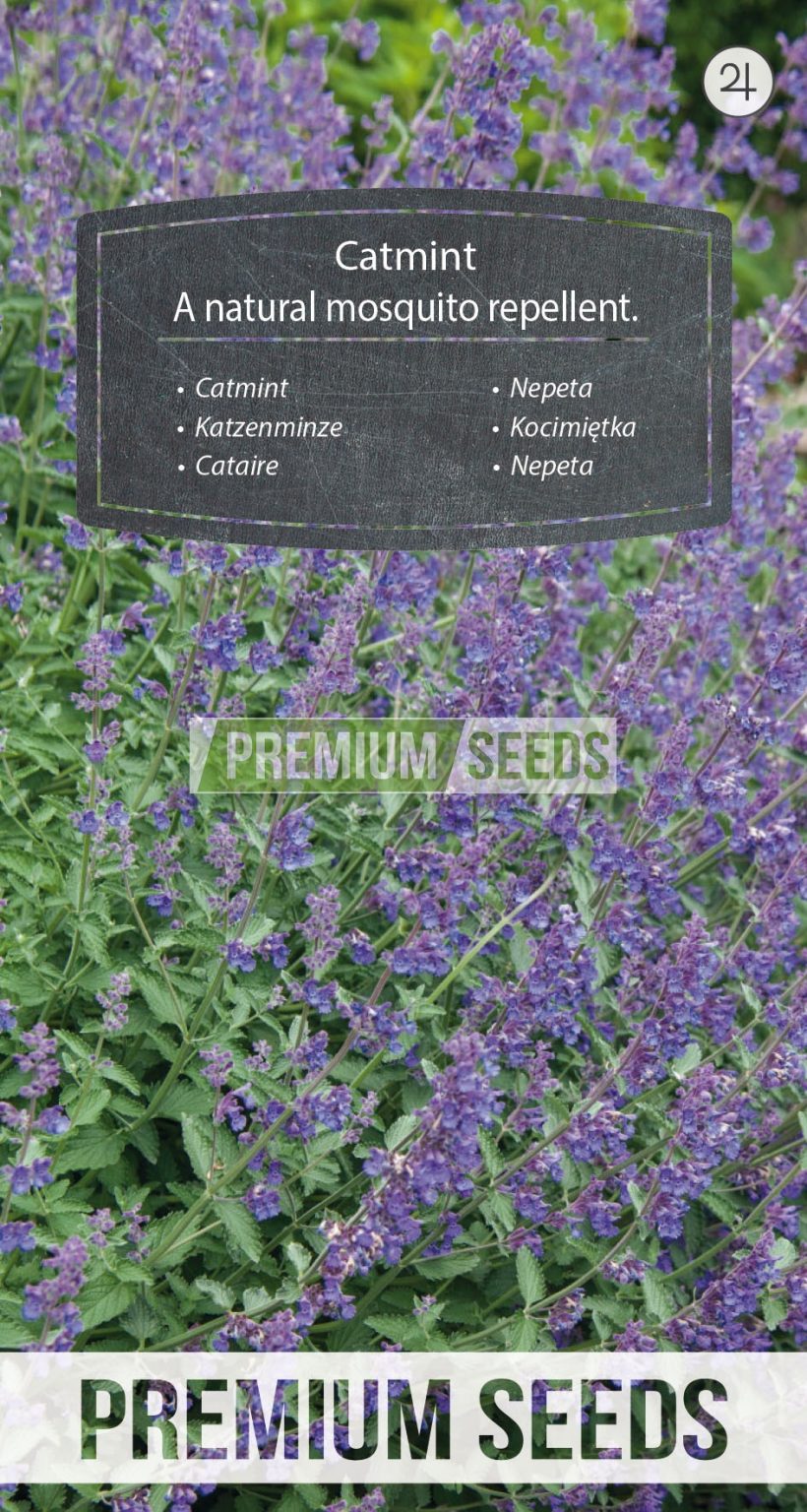Catmint - A natural mosquito repellent - PremiumSeeds – producer of seeds