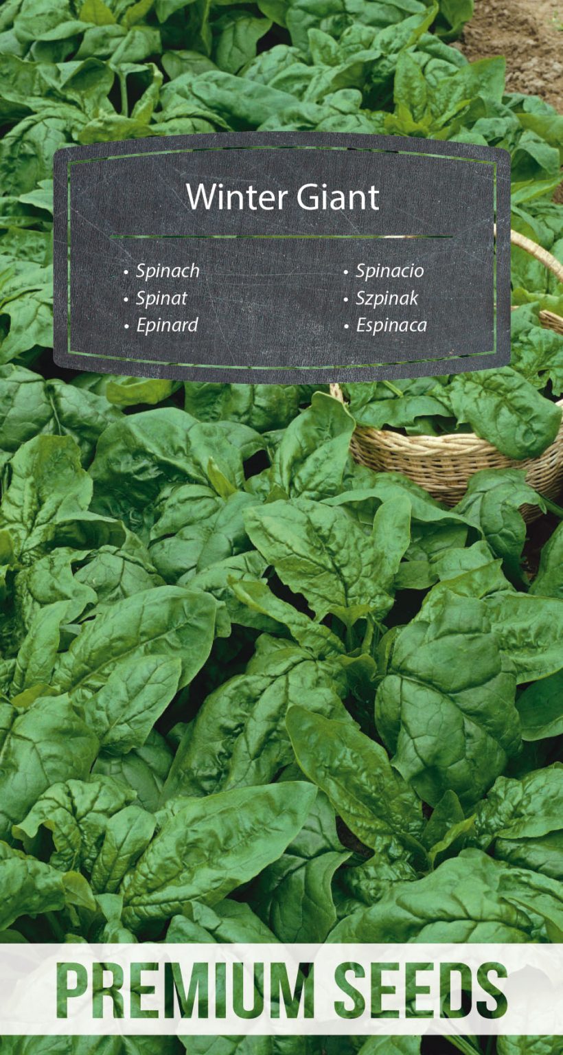 Spinach Winter Giant - PremiumSeeds – producer of seeds
