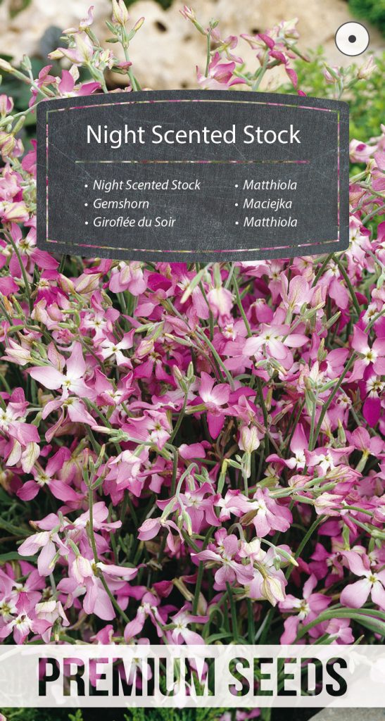 Night Scented Stock - PremiumSeeds – producer of seeds