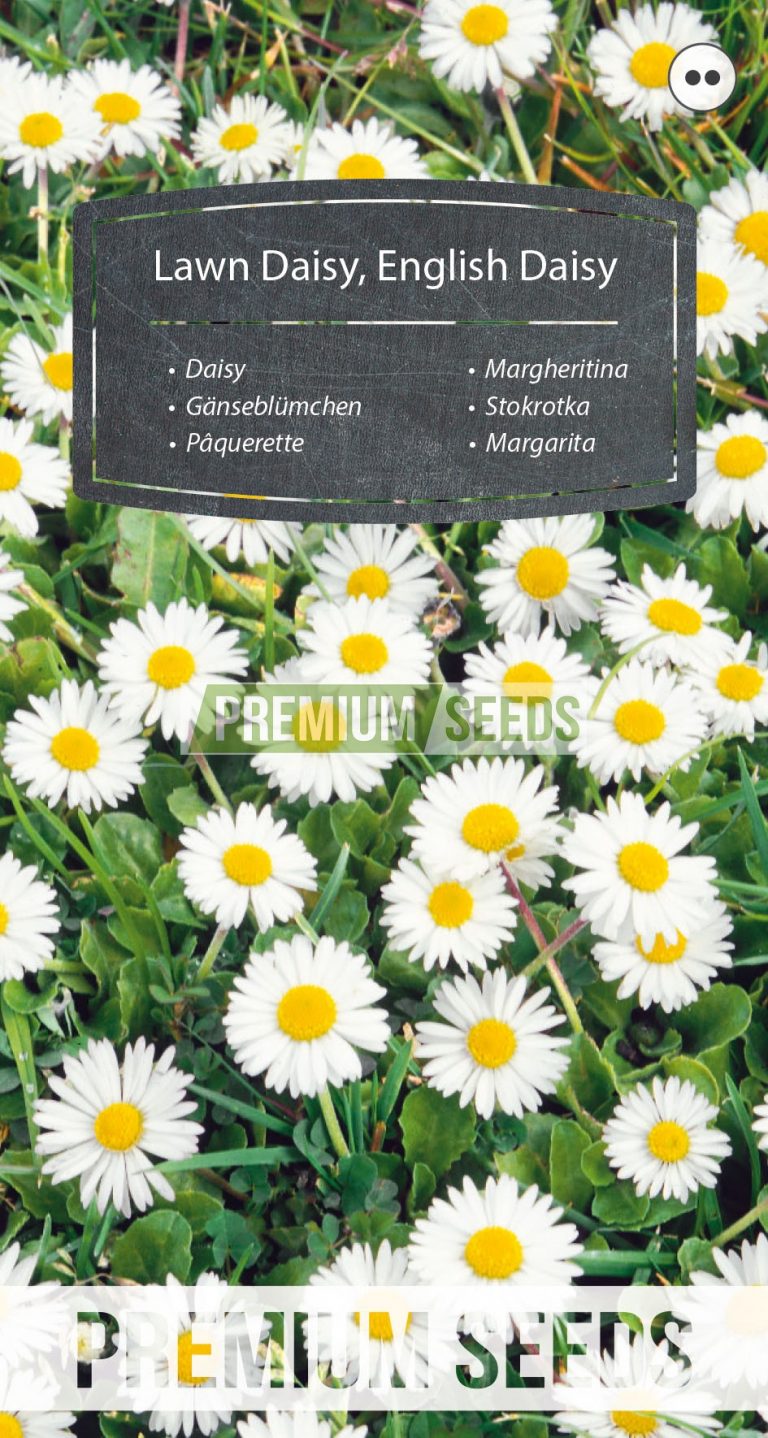 Lawn Daisy, English Daisy - PremiumSeeds – producer of seeds