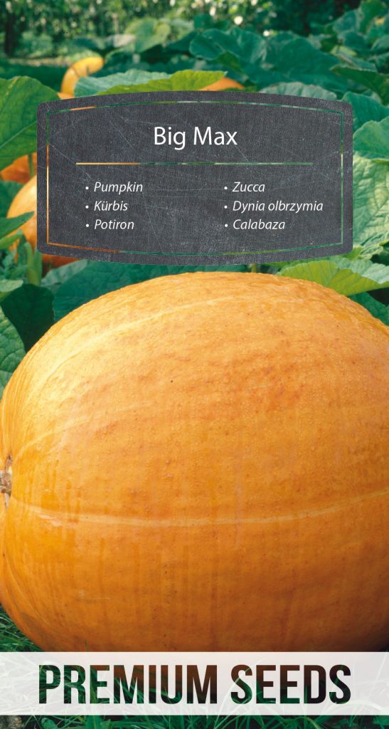 Pumpkin Big Max - PremiumSeeds – producer of seeds