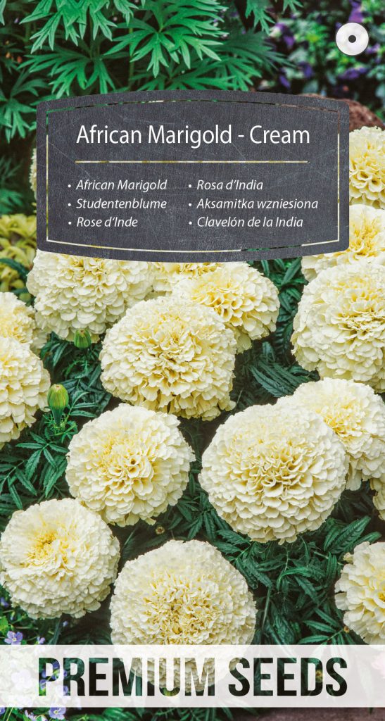 African Marigold - Cream - PremiumSeeds – producer of seeds