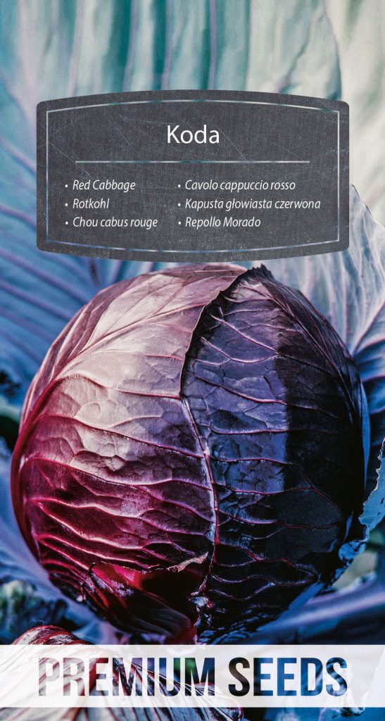 Red Cabbage Koda - PremiumSeeds – producer of seeds