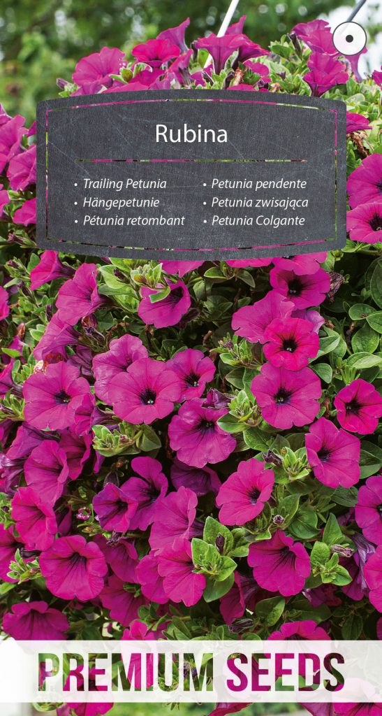 Trailing Petunia Rubina - PremiumSeeds – producer of seeds