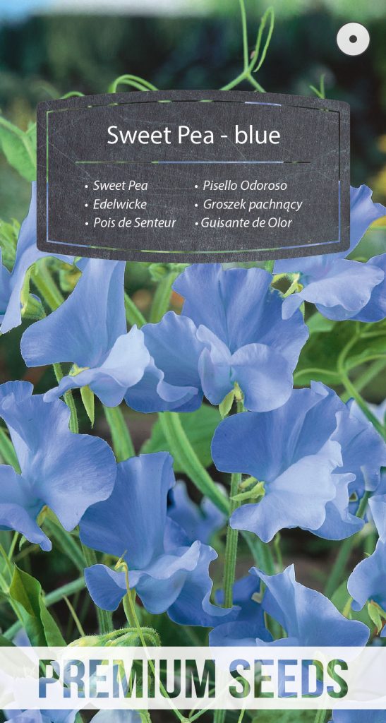 Sweet Pea - blue - PremiumSeeds – producer of seeds