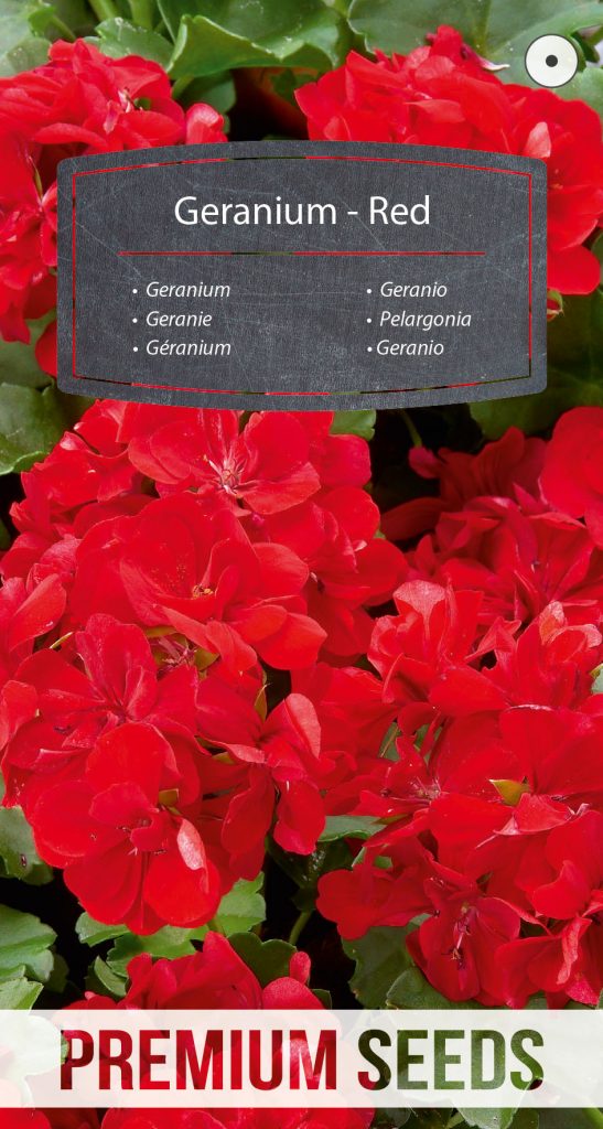 Geranium Red - PremiumSeeds – producer of seeds