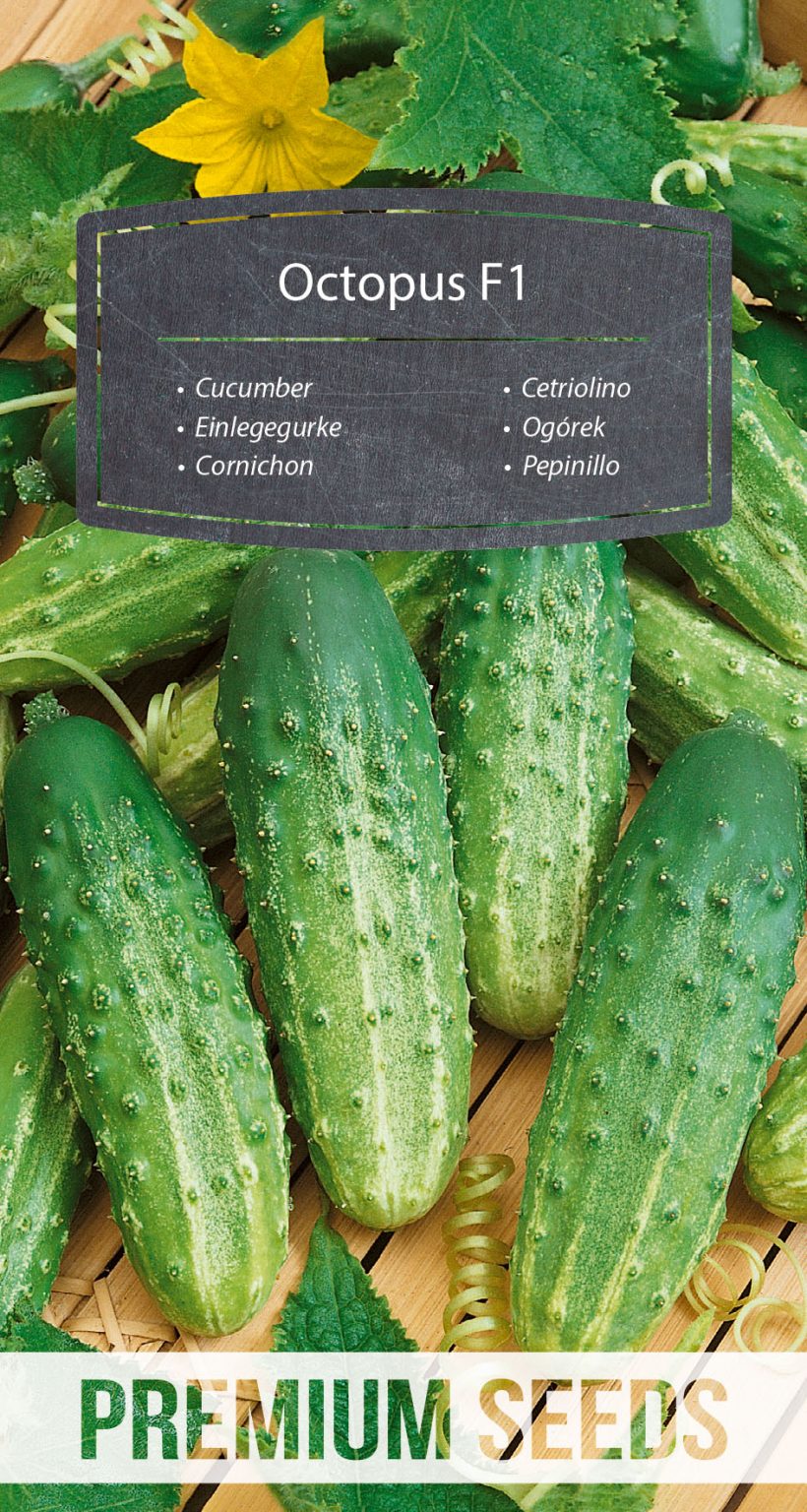 Cucumber Octopus F1 - PremiumSeeds – producer of seeds