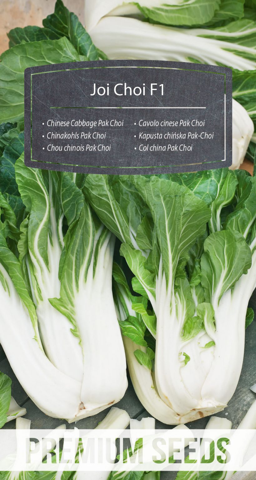 Chinese Cabbage Pak Choi Joi Choi F1 - PremiumSeeds – producer of seeds
