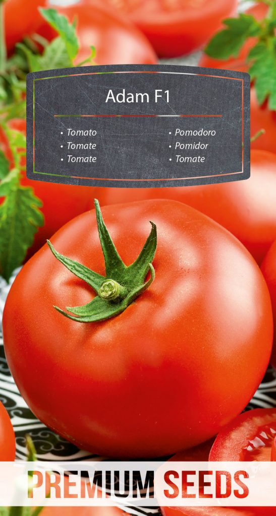 Tomato Adam F1 - PremiumSeeds – producer of seeds