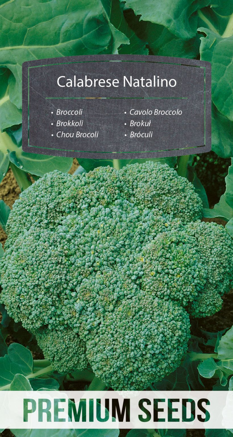 Broccoli Calabrese Natalino - PremiumSeeds – producer of seeds