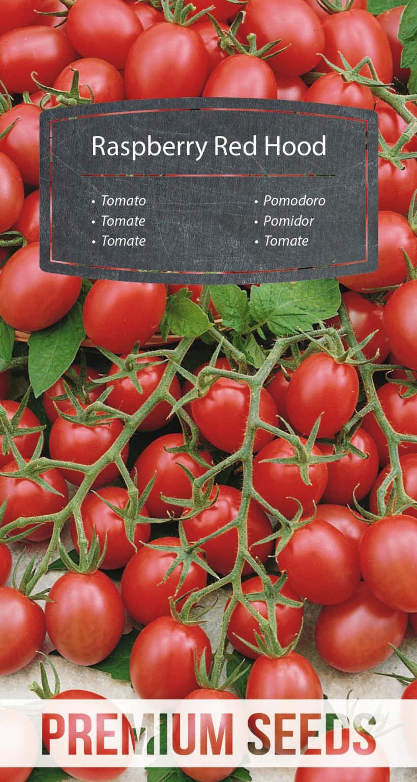 Tomate Raspberry Red Hood - Produzent von Samen – PremiumSeeds