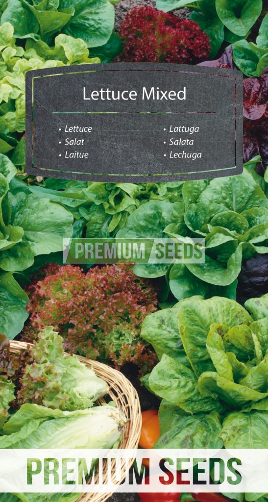 Salat - Mischung verschiedener Sorten - Produzent von Samen – PremiumSeeds