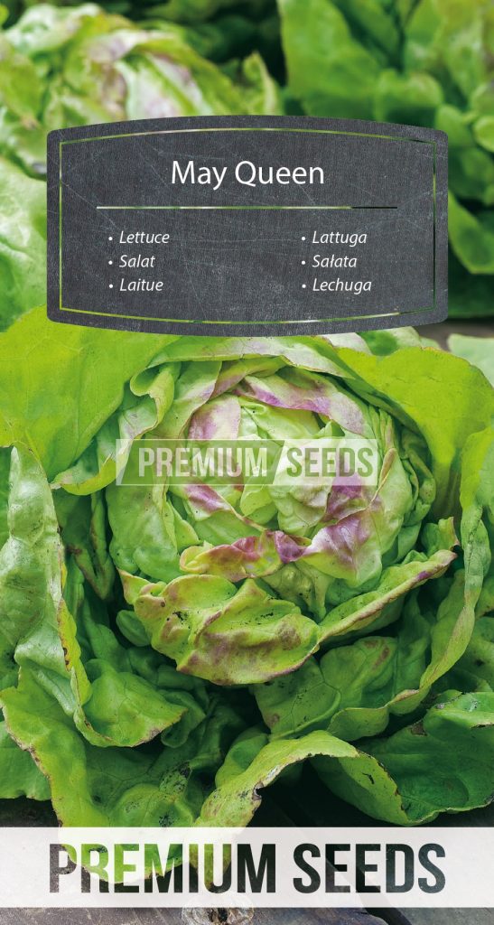 Salat Maikönig - Produzent von Samen – PremiumSeeds