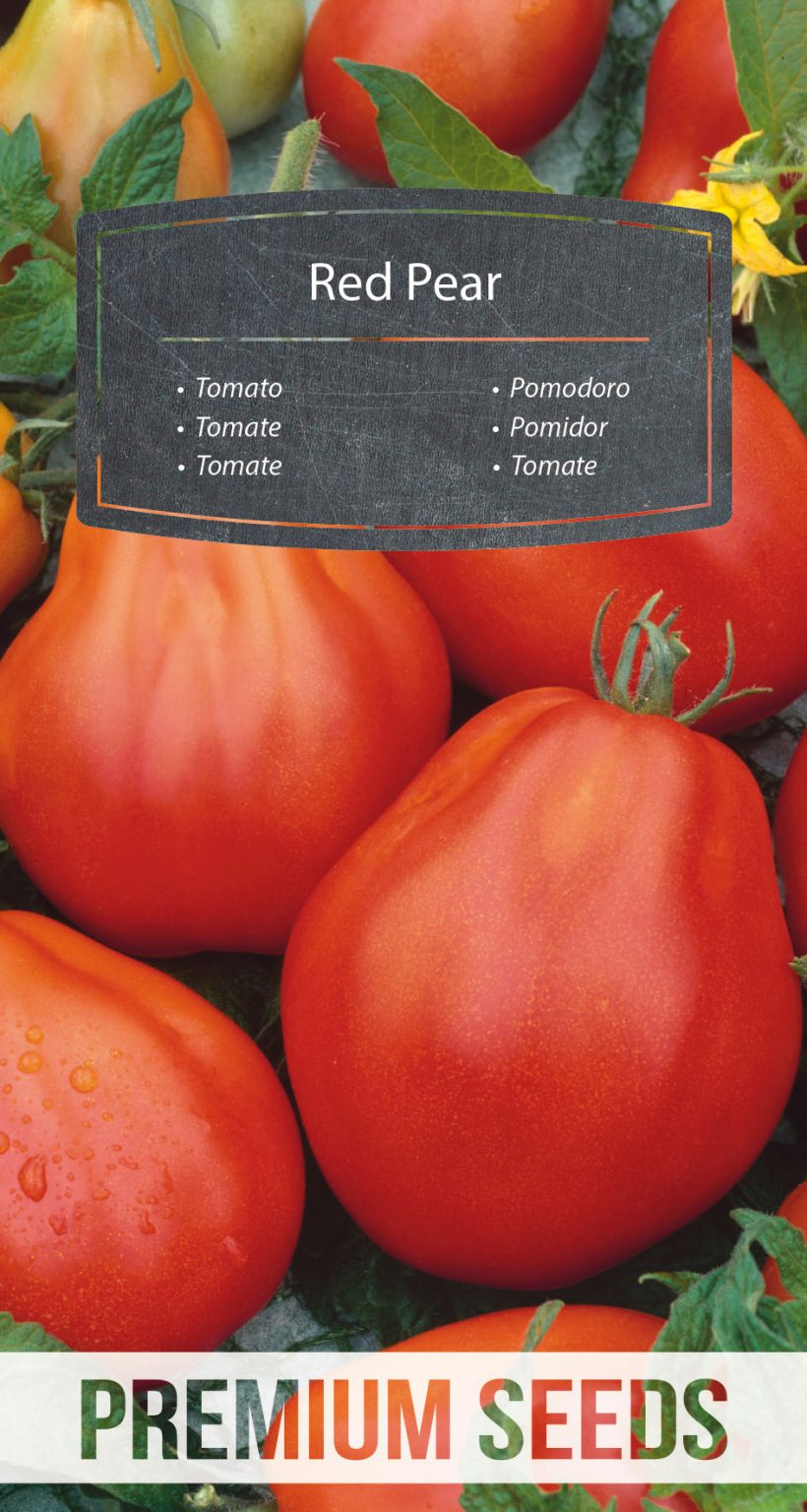 Tomate Red Pear - Produzent von Samen – PremiumSeeds