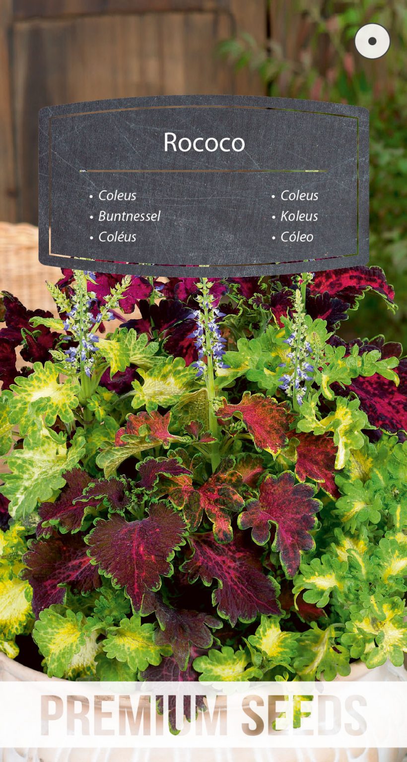 Coléus Rococo - producteur de semences - PremiumSeeds