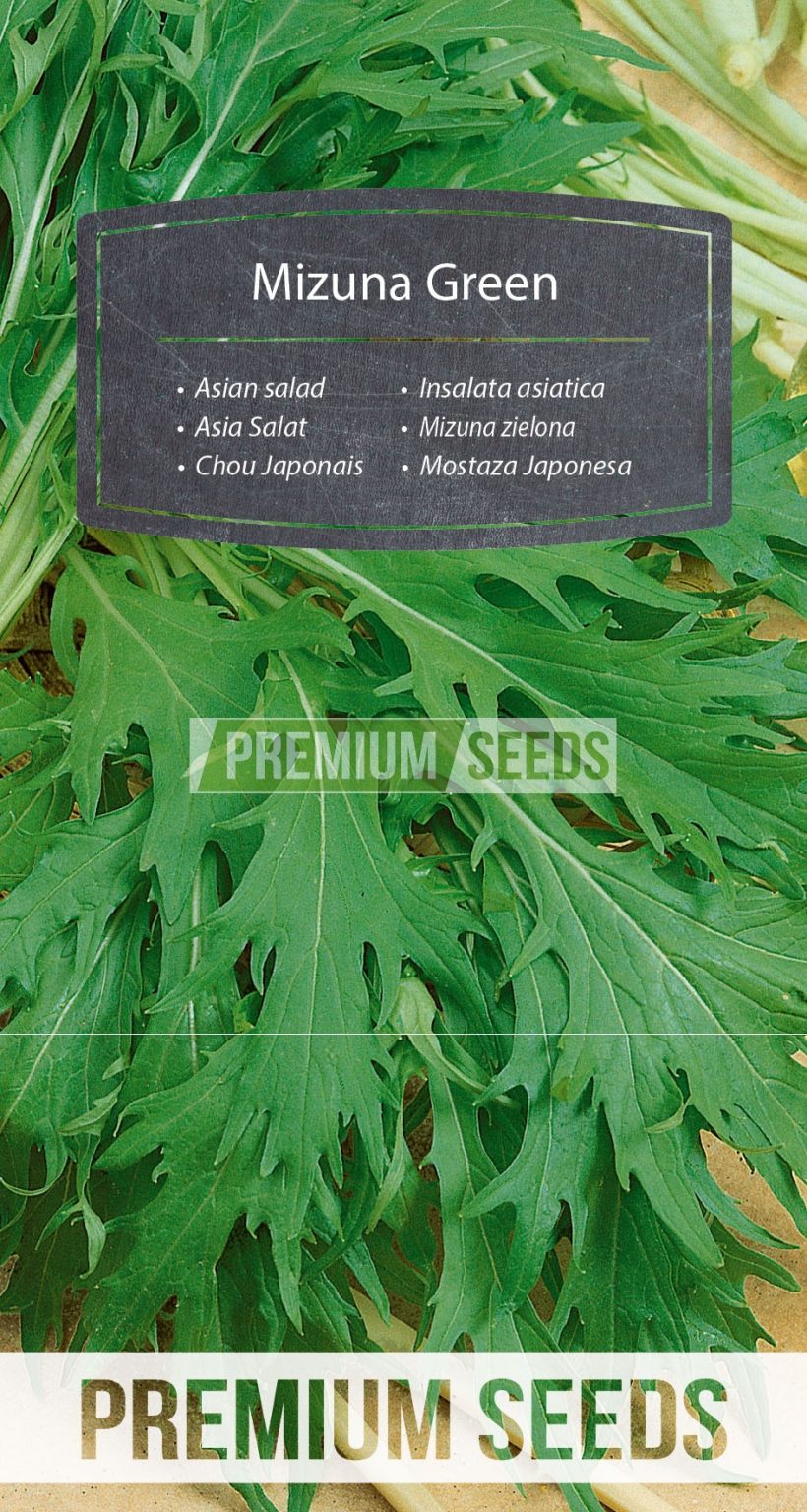 Asia Salat Mizuna Grün - Produzent von Samen – PremiumSeeds