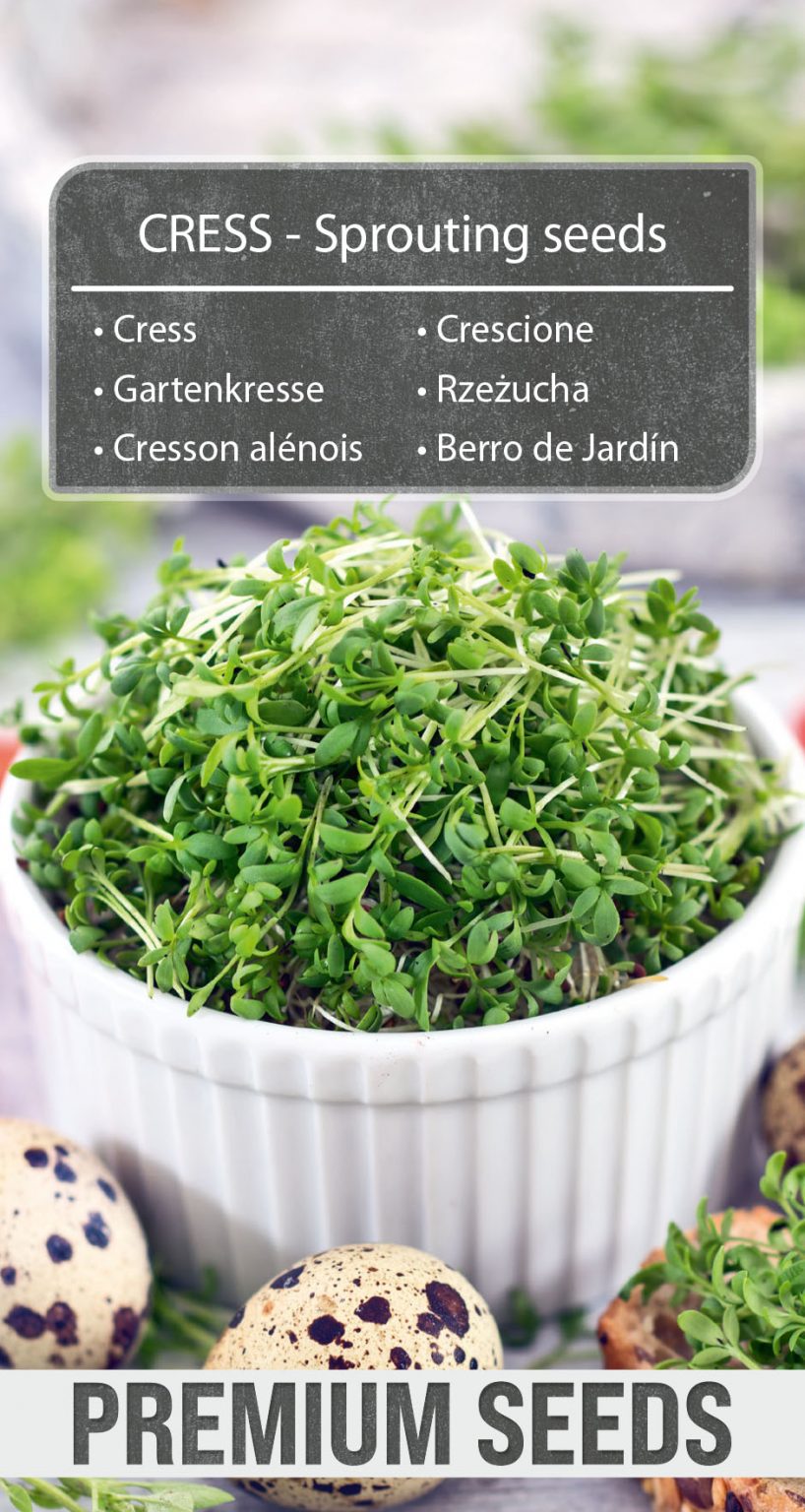 CRESS - Sprouting Seeds - PremiumSeeds – producer of seeds