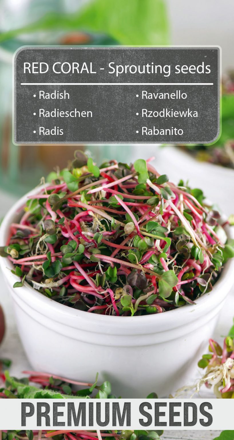 Radish RED CORAL - Sprouting seeds - PremiumSeeds – producer of seeds