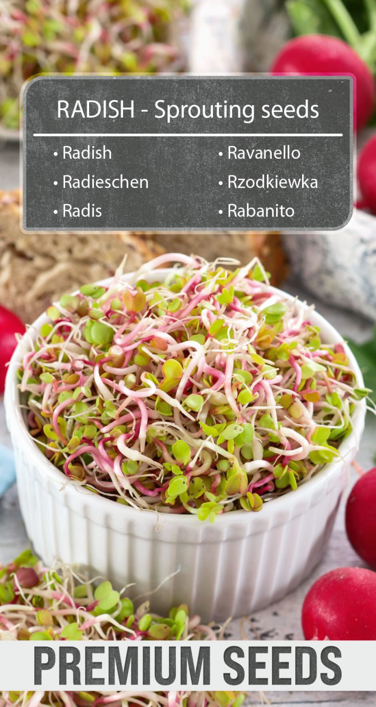 RADISH - Sprouting seeds - PremiumSeeds – producer of seeds