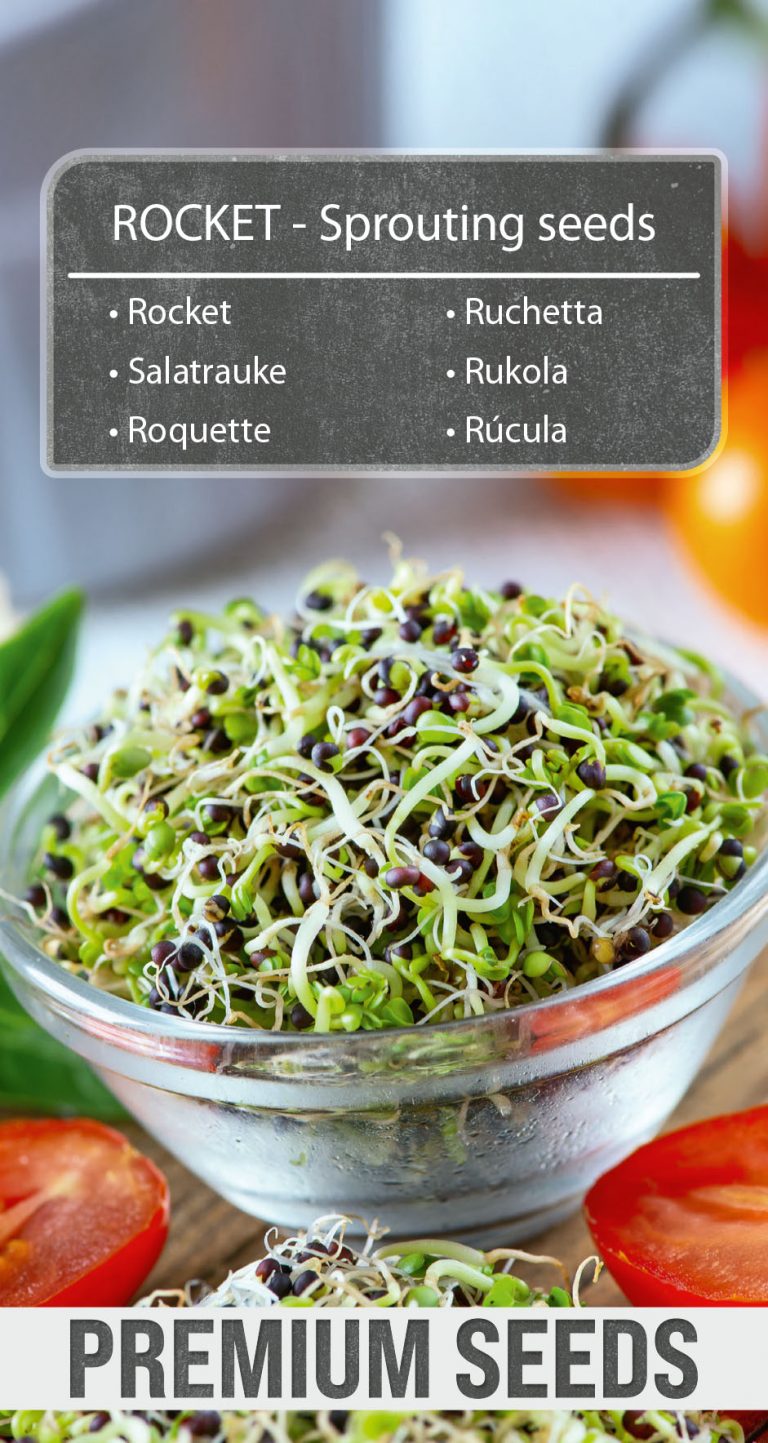 ROCKET - Sprouting seeds - PremiumSeeds – producer of seeds