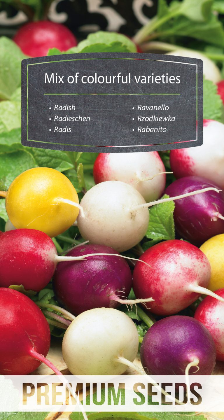 Radish - mix of colourful varieties - PremiumSeeds – producer of seeds