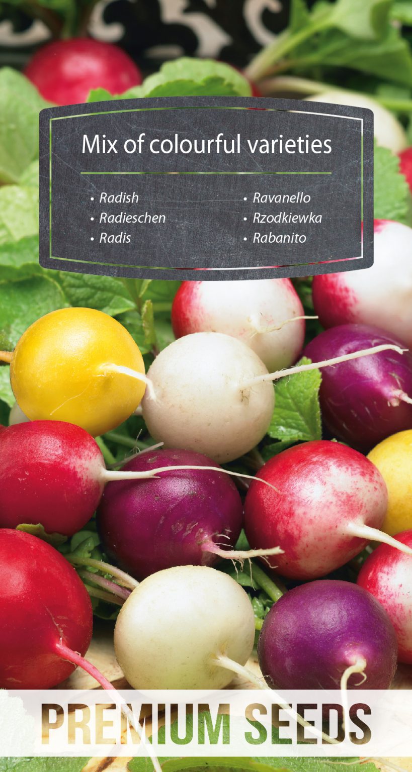 Radish - mix of colourful varieties - PremiumSeeds – producer of seeds