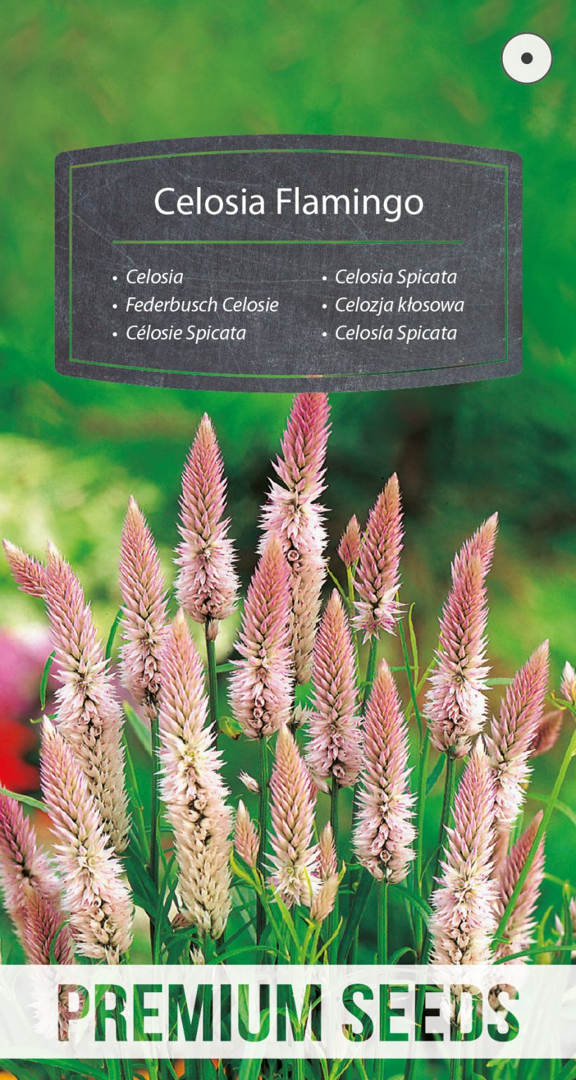 Celosia Flamingo - PremiumSeeds – producer of seeds