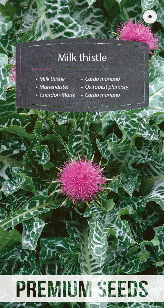 Milk thistle - PremiumSeeds – producer of seeds