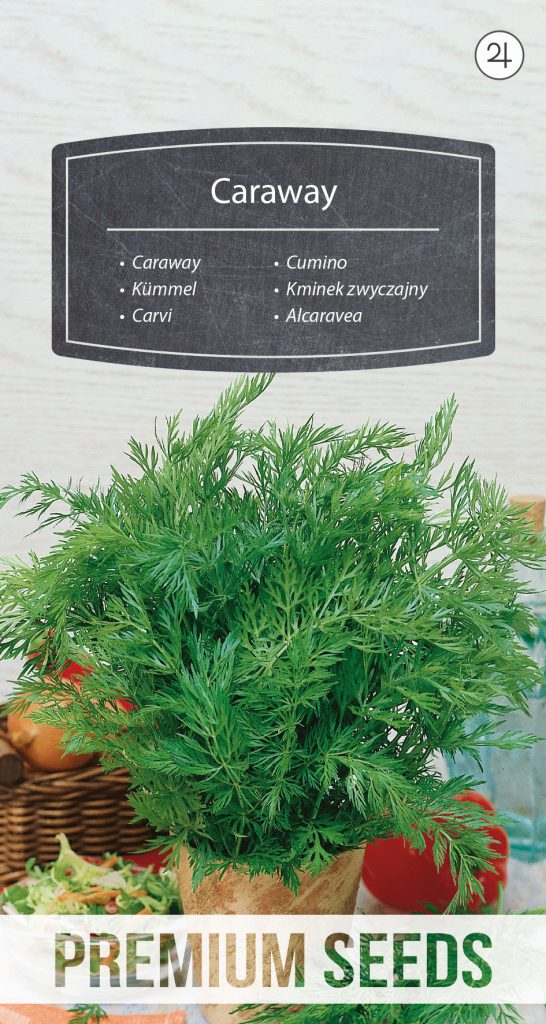 Caraway - PremiumSeeds – producer of seeds