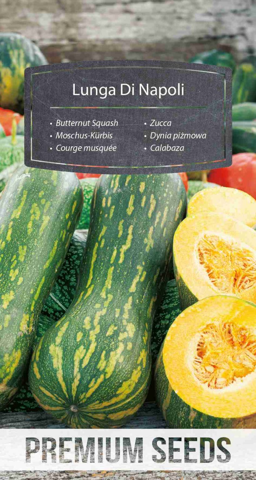 Butternut Squash Lunga Di Napoli - PremiumSeeds – producer of seeds